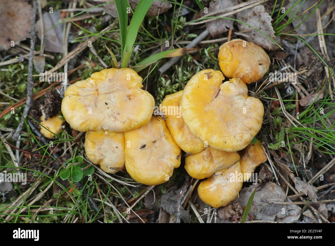 Kanttarelli hi-res stock photography and images - Alamy