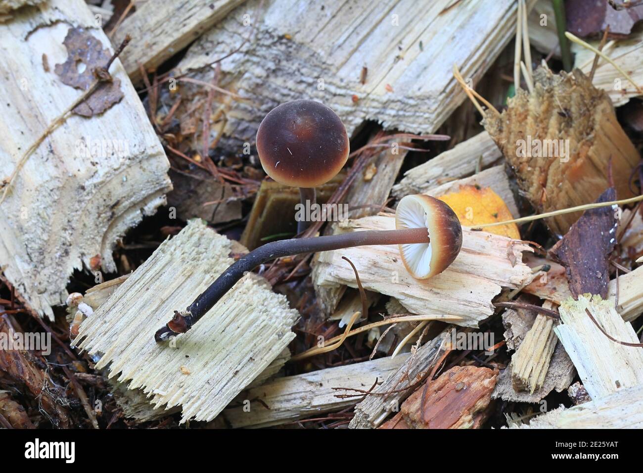Macrocystidia cucumis, known as Cucumber Cap, wild mushrooms from ...