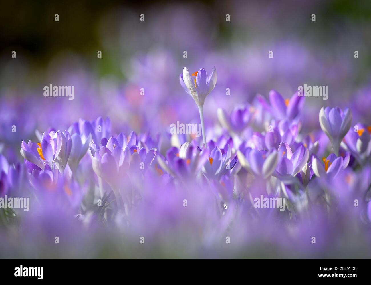Leicester gardens hi-res stock photography and images - Alamy