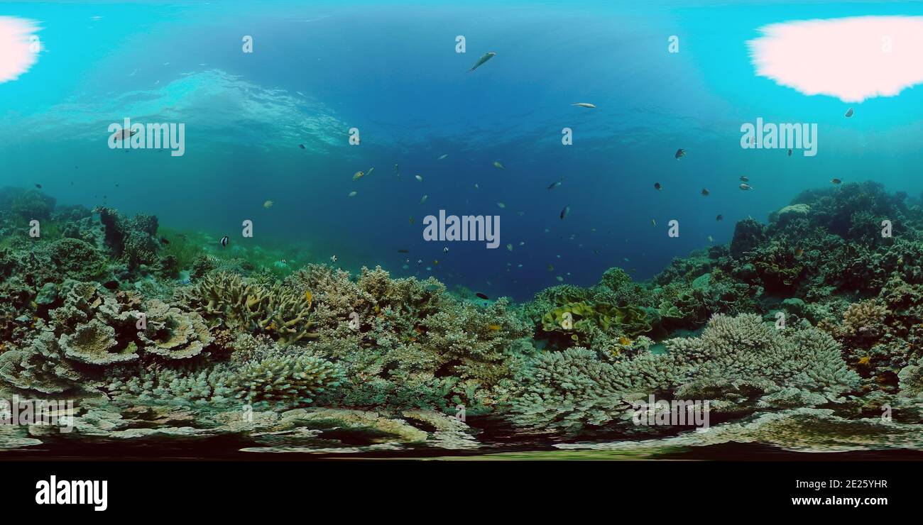 Reef coral scene. Colourful underwater seascape. Beautiful soft coral ...