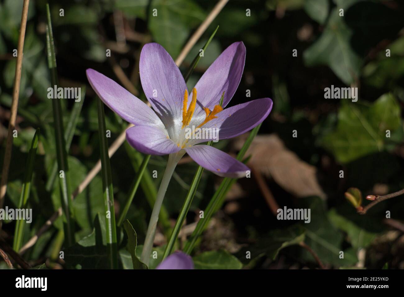 One purple crocus flower, Crocus tommasinianus, Lilac Beauty, showing ...