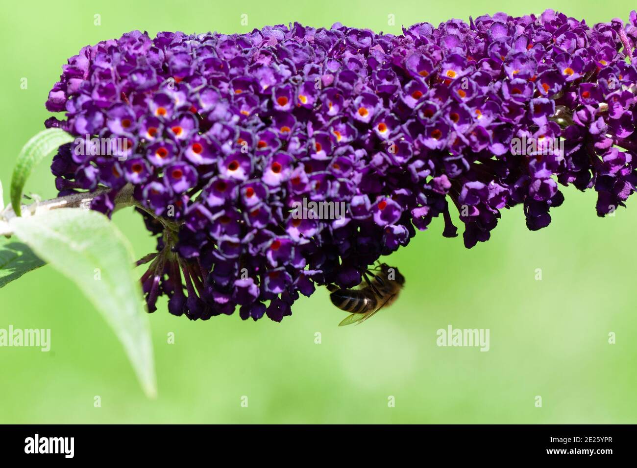 honey bee collecting pollen on a purple buddleja flower in blur ...