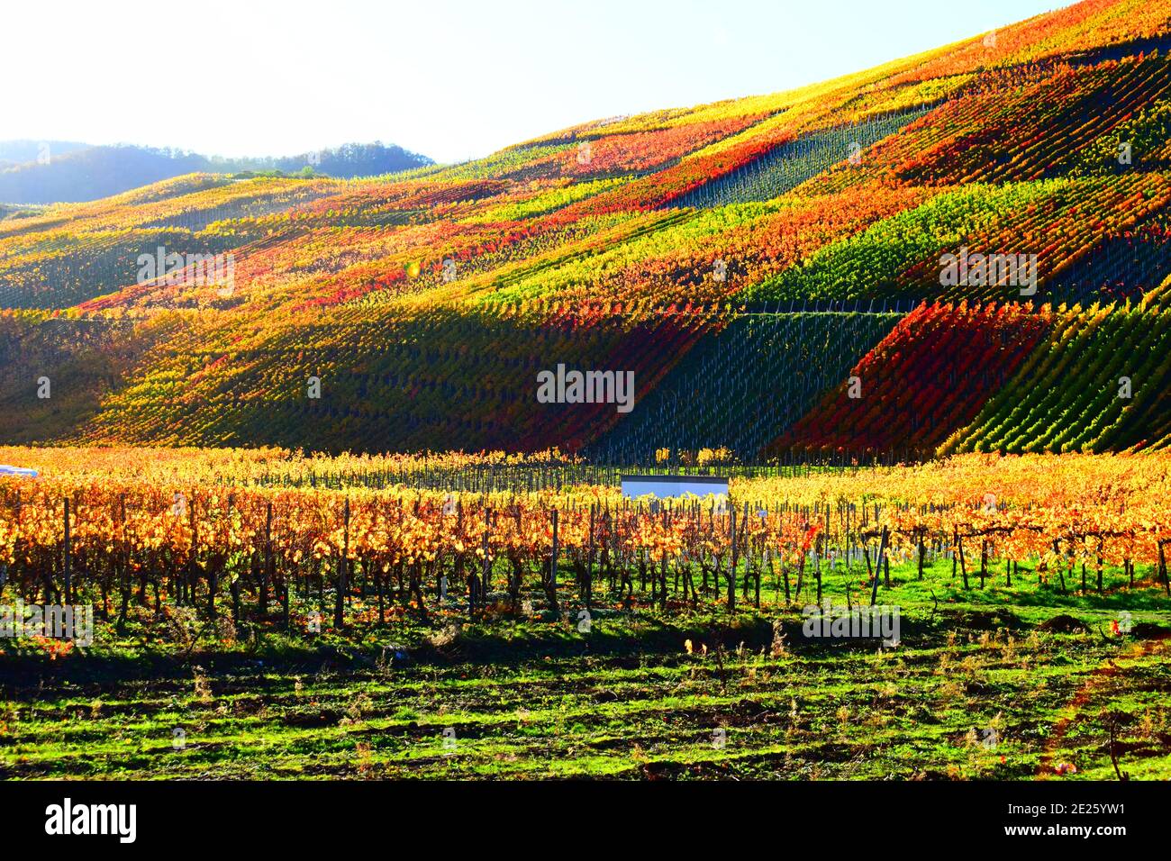 Burning vineyards hi-res stock photography and images - Alamy