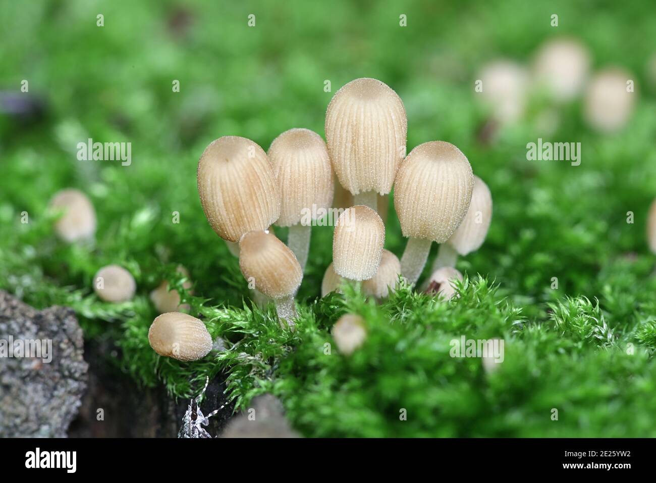Fairy inkcap, Coprinellus disseminatus, also known as trooping crumble ...