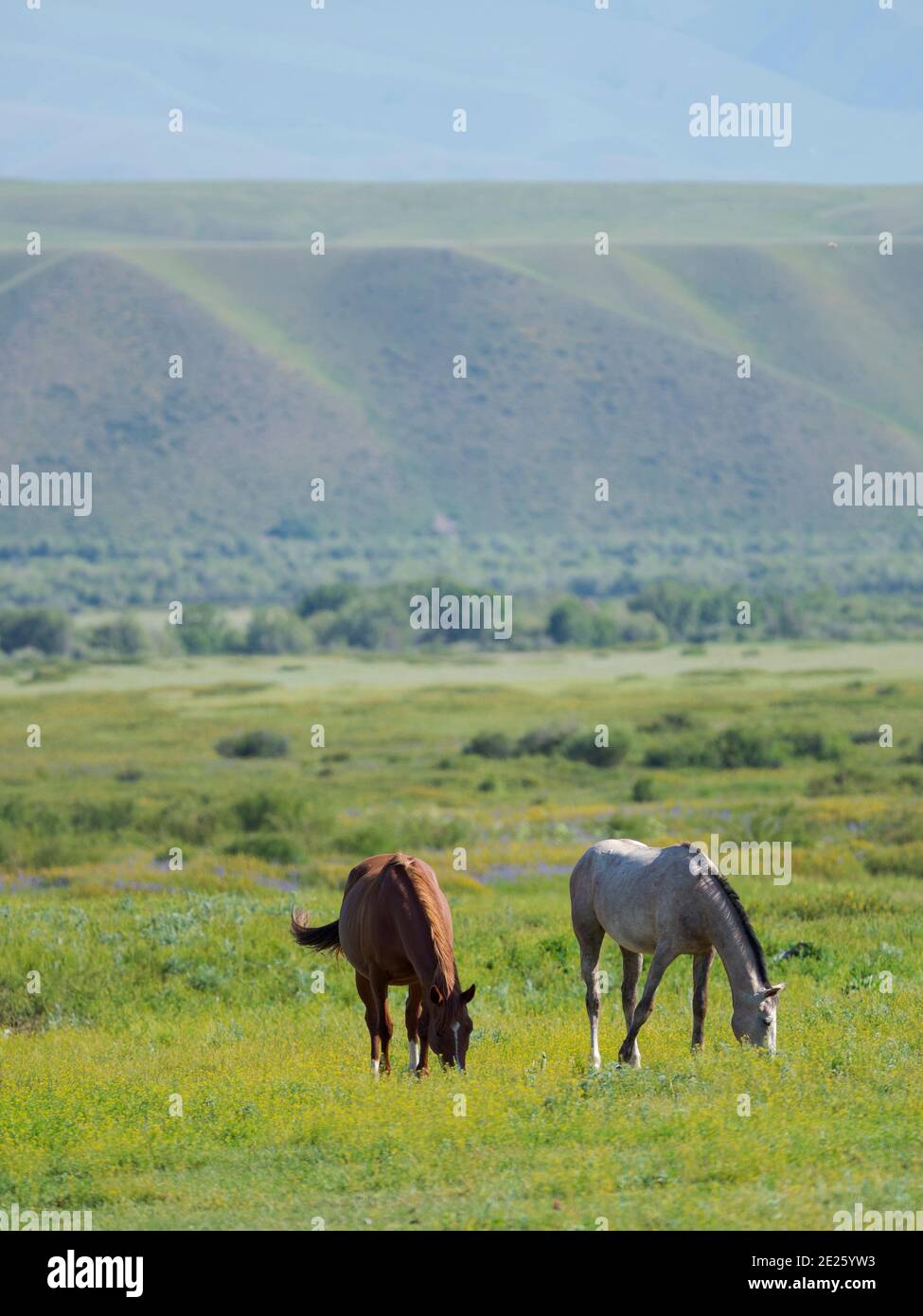 Horse milk kumis hi-res stock photography and images - Alamy