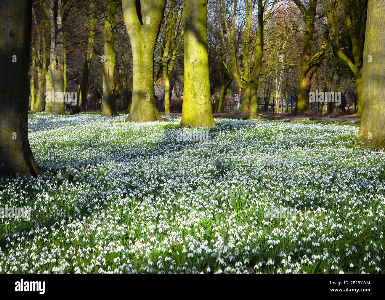 Snowdrops in Abbey Park in Leicester Stock Photo - Alamy