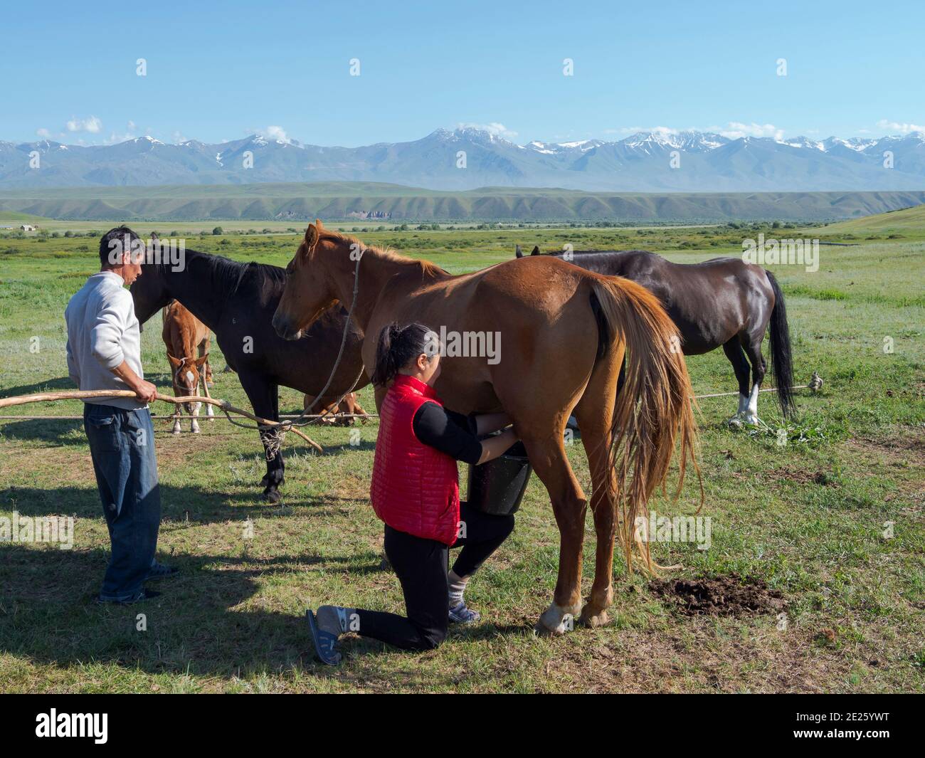 Milking a mare. Horses for the production of milk, kumys and meat. A ...