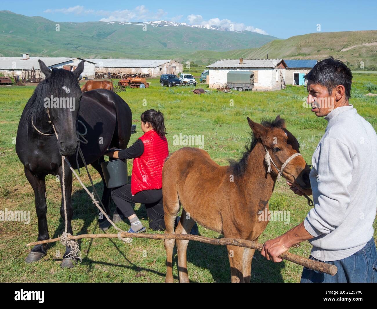 Milking a mare. Horses for the production of milk, kumys and meat. A ...