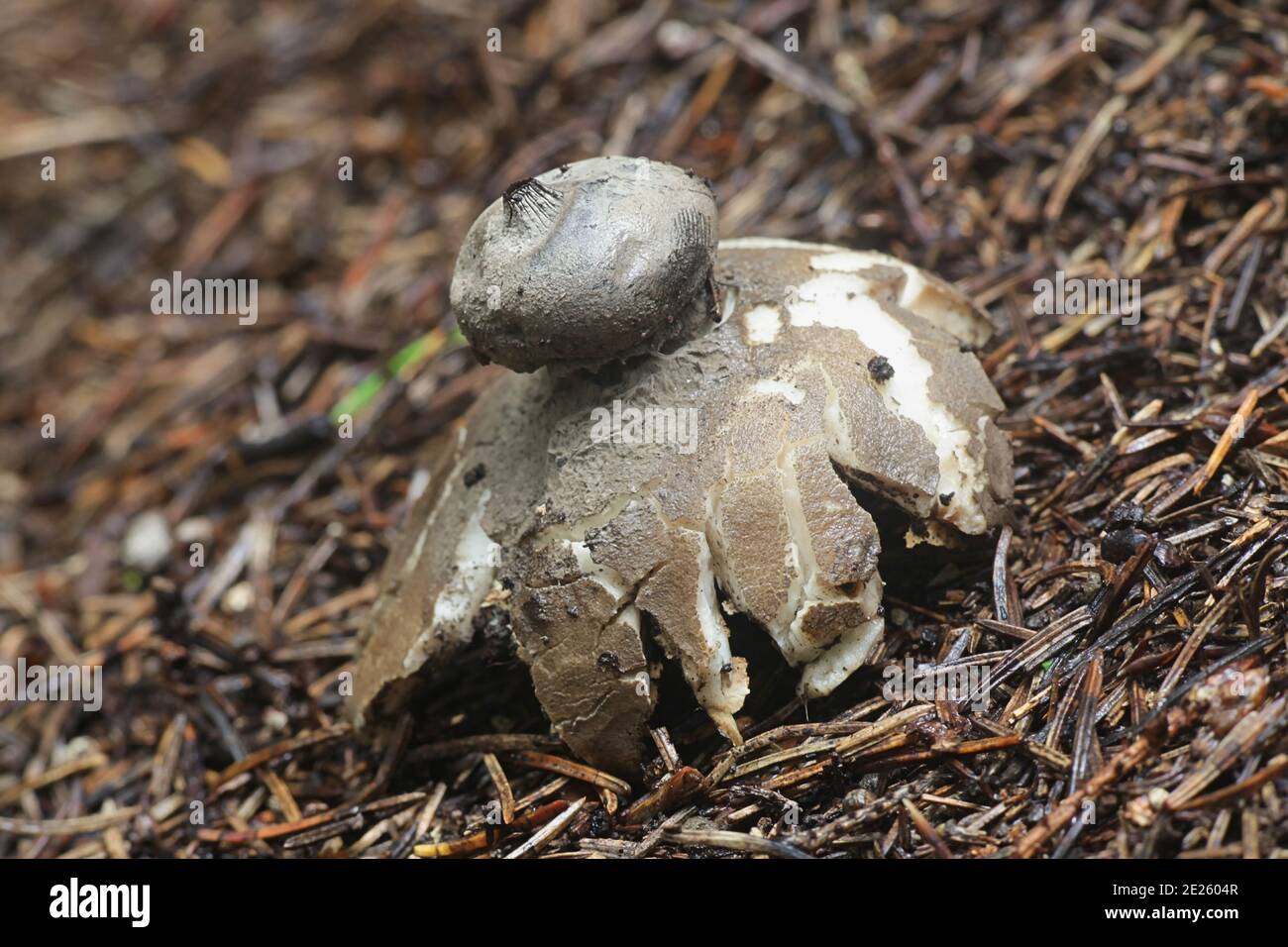 Geastrum pectinatum, known as the beaked earthstar or the beret ...