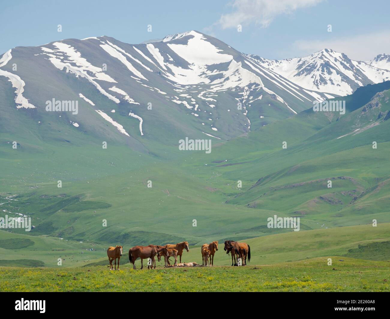 Horses on summer pasture. The Suusamyr plain, a high valley in Tien ...