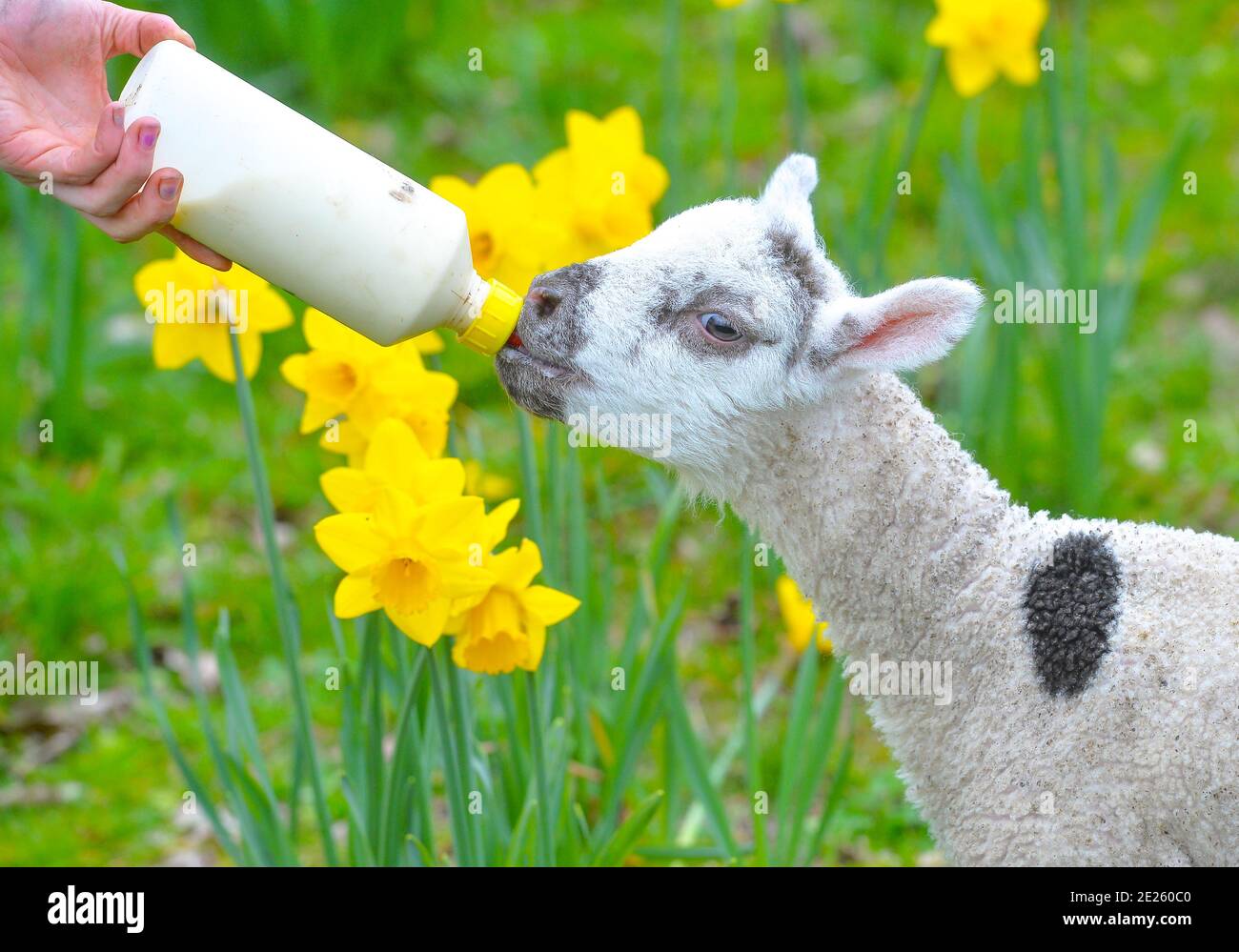 Lambs with daffodils hi-res stock photography and images - Alamy