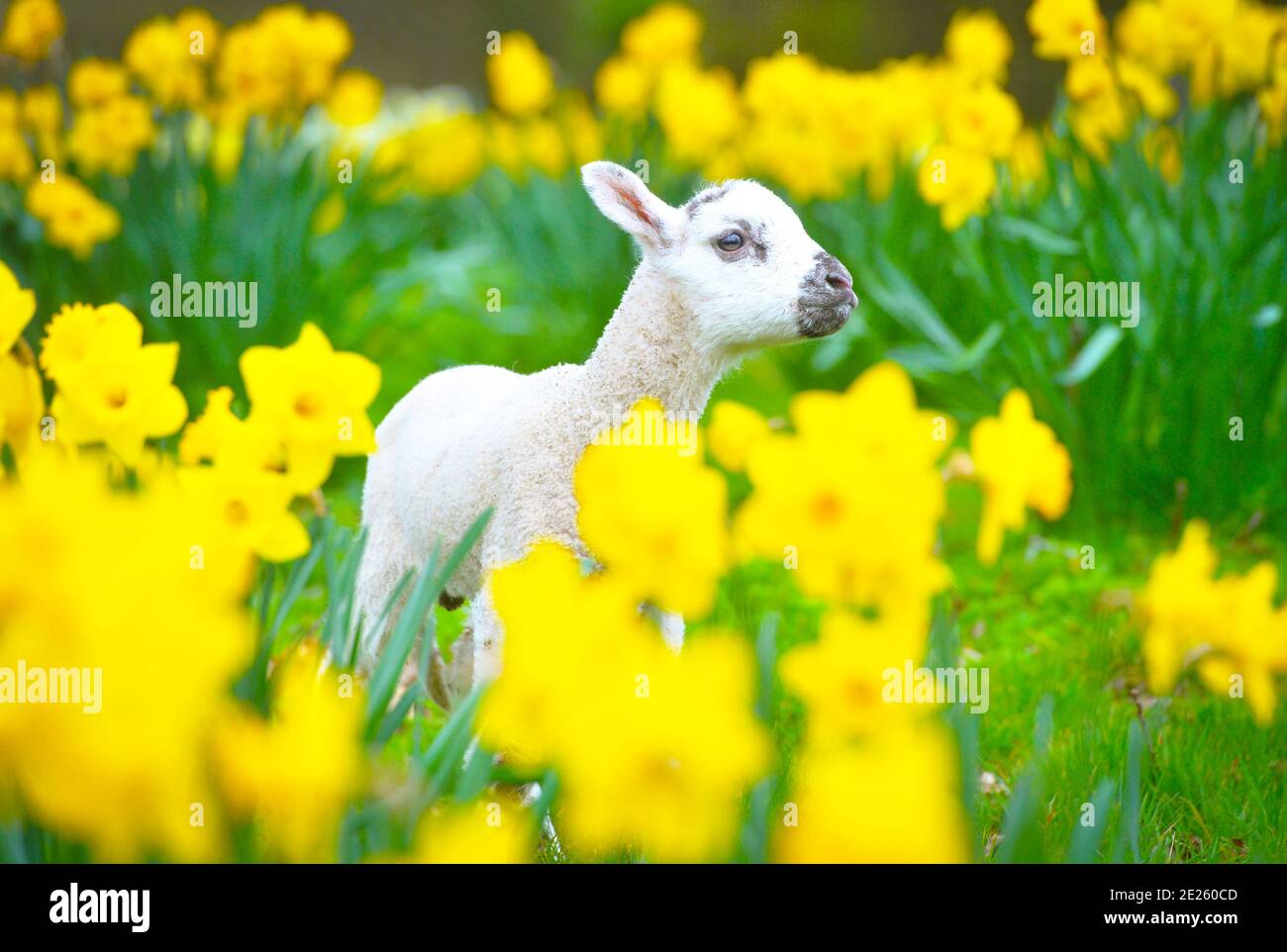 Lambs With Daffodils High Resolution Stock Photography and Images - Alamy
