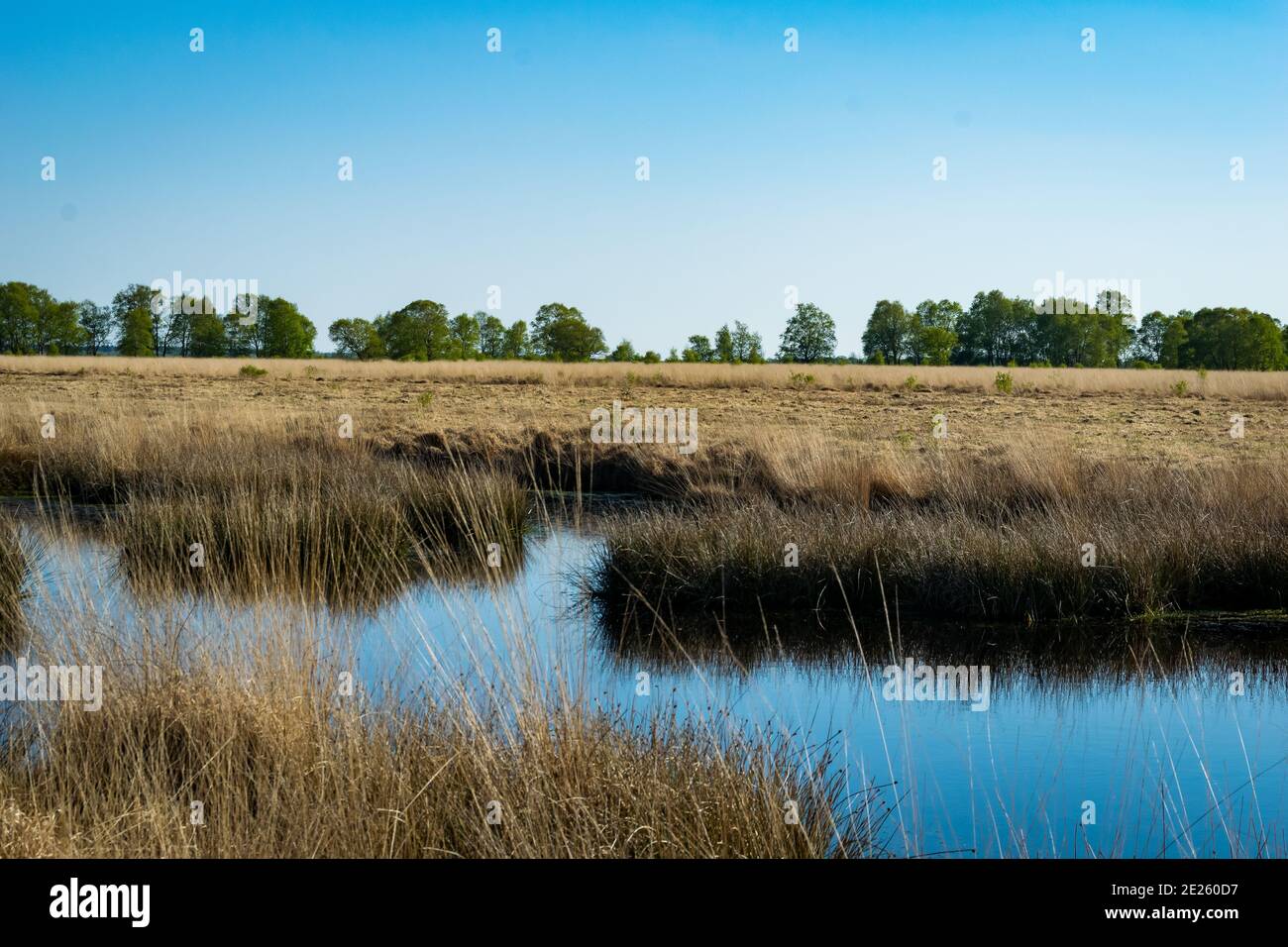 Scenic nature of Ewiges Meer, the largest raised bog lake in Germany ...