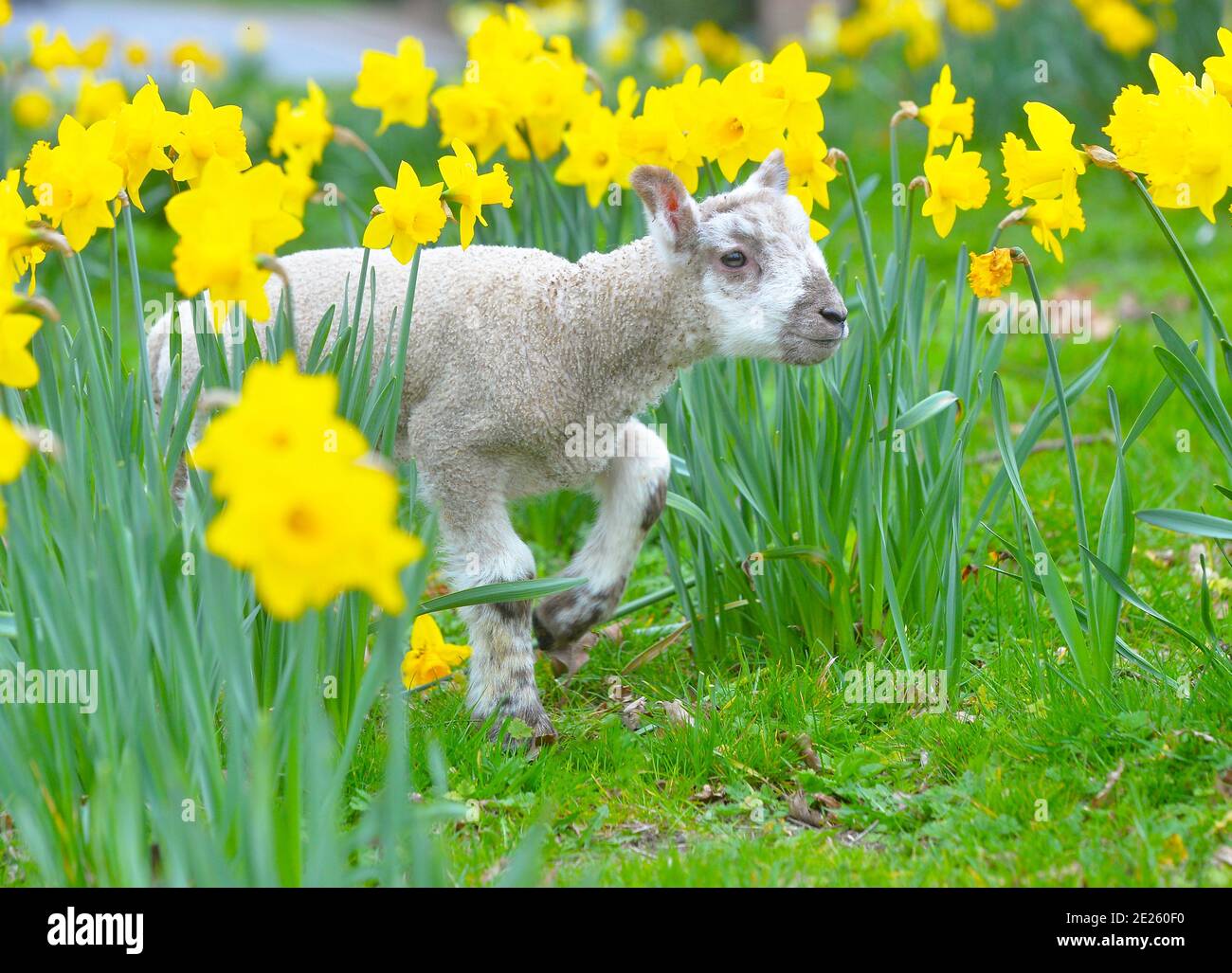 Langton farm hi-res stock photography and images - Alamy