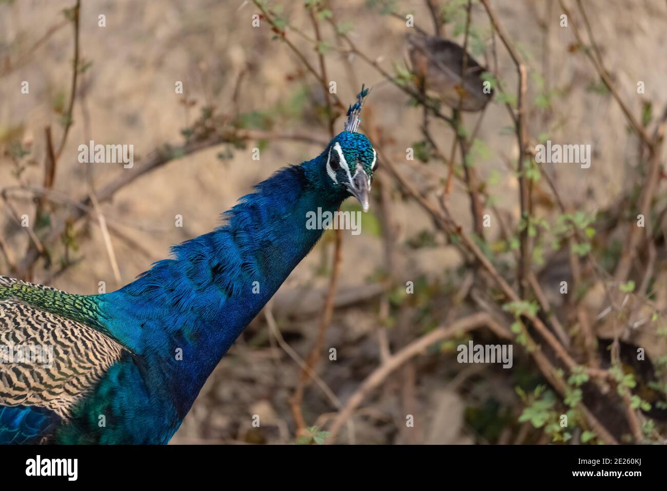 Indian Peafowl (Pavo cristatus) in the natural habitat of forest ...