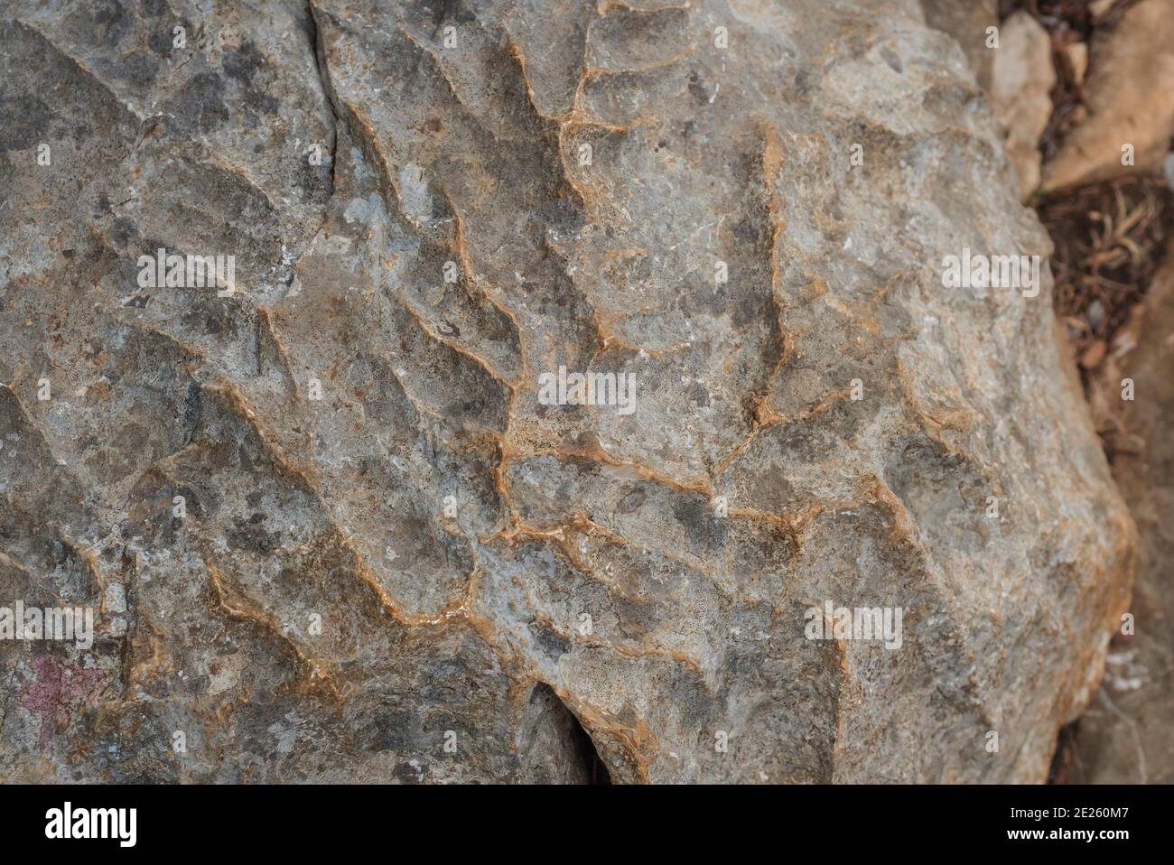 close up of beige limestone rock with shape and texture which looks ...