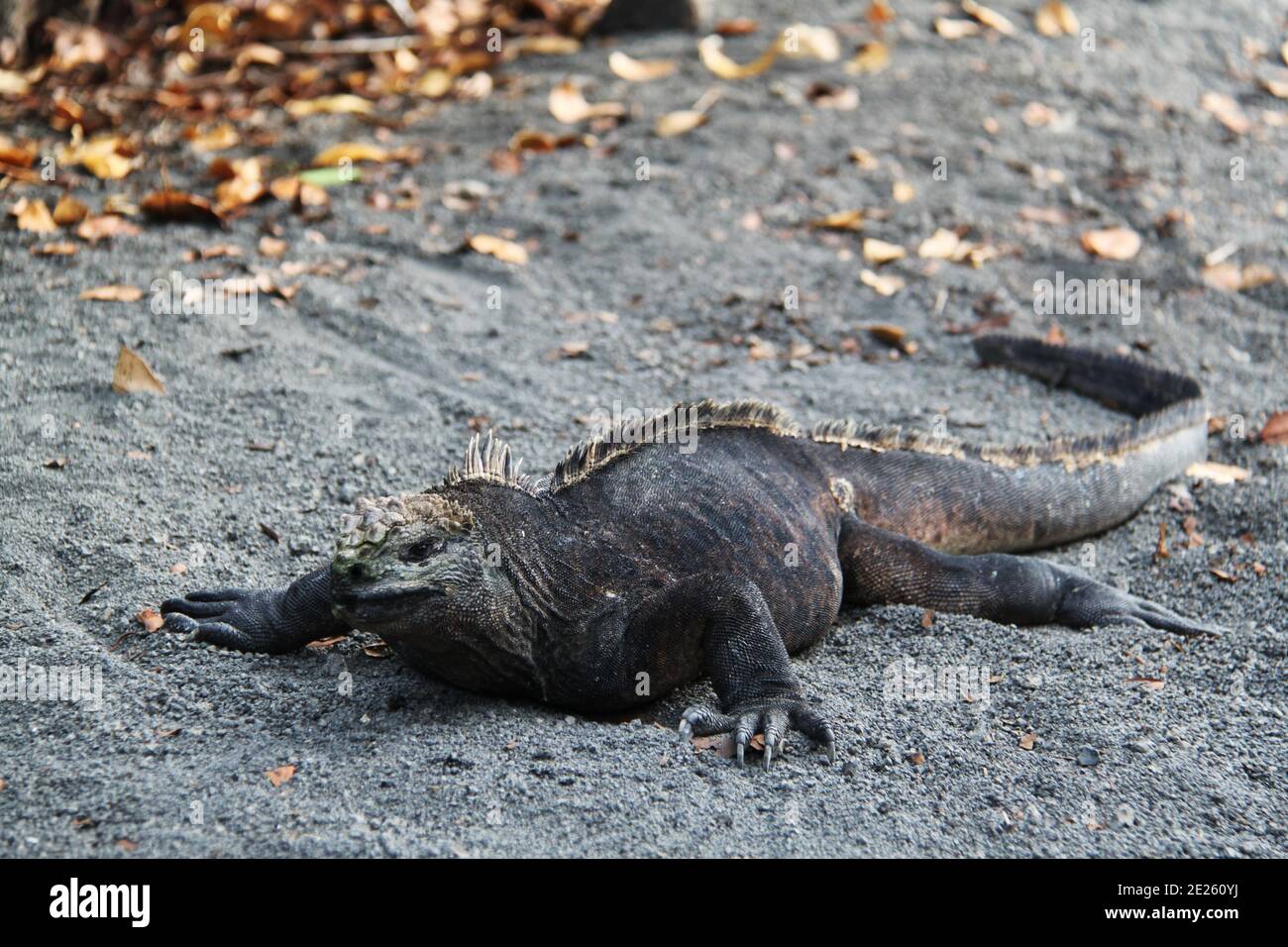 Marine Iguana of the Galapagos Islands Stock Photo - Alamy