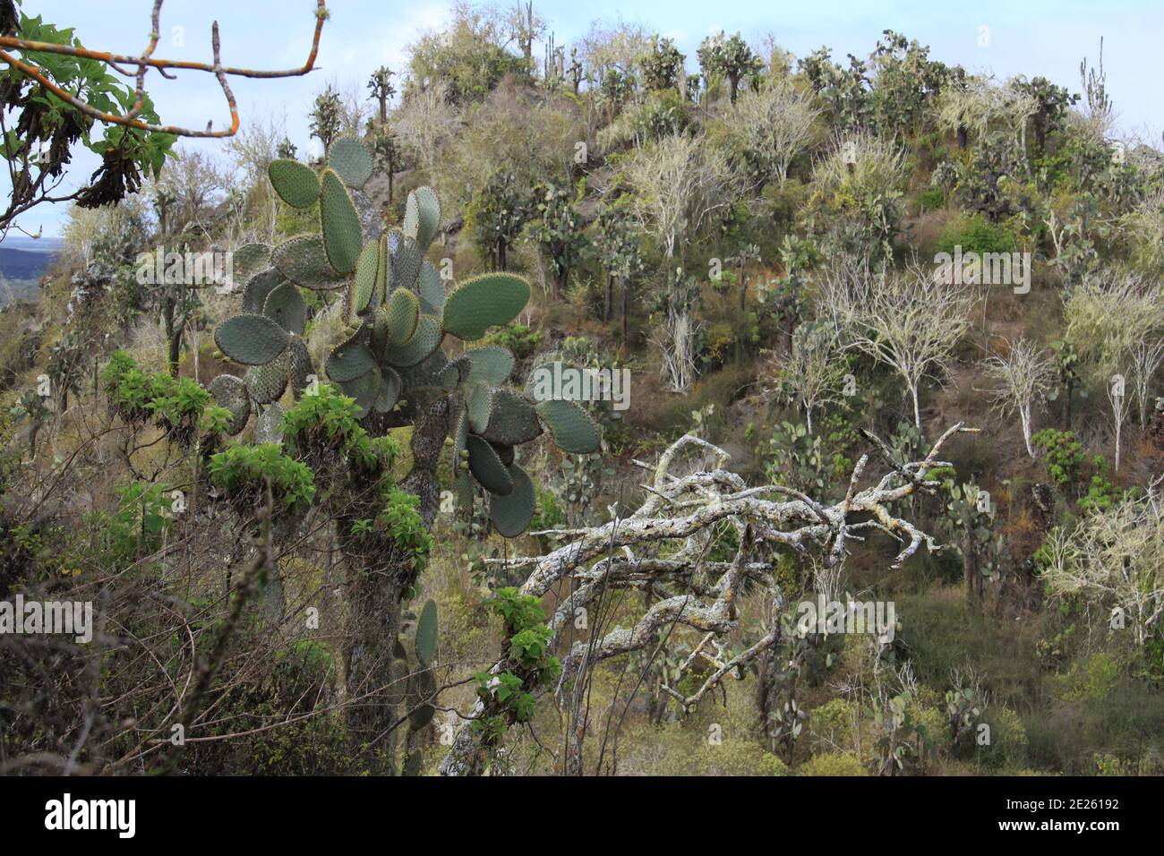 Typical vegetation of the Galapagos Islands Stock Photo - Alamy