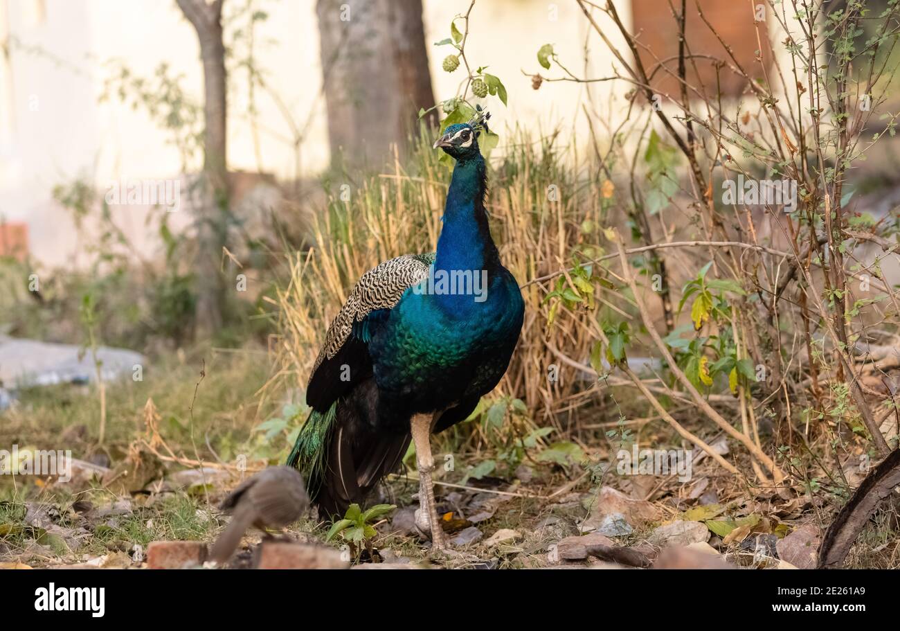 Indian Peafowl (Pavo cristatus) in the natural habitat of forest ...