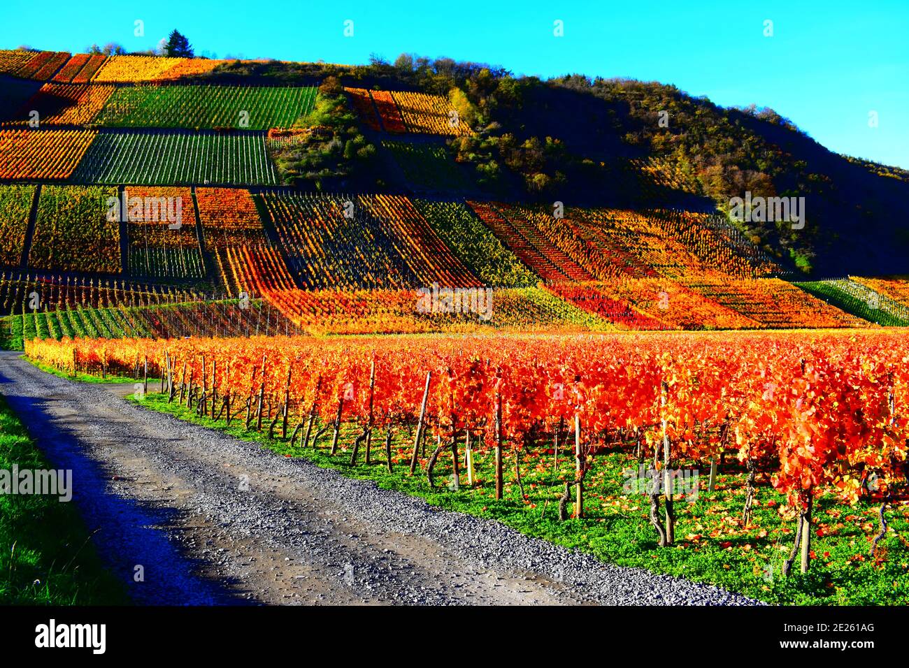 vineyards in the Ahr valley with burning colors "burning hills Stock ...
