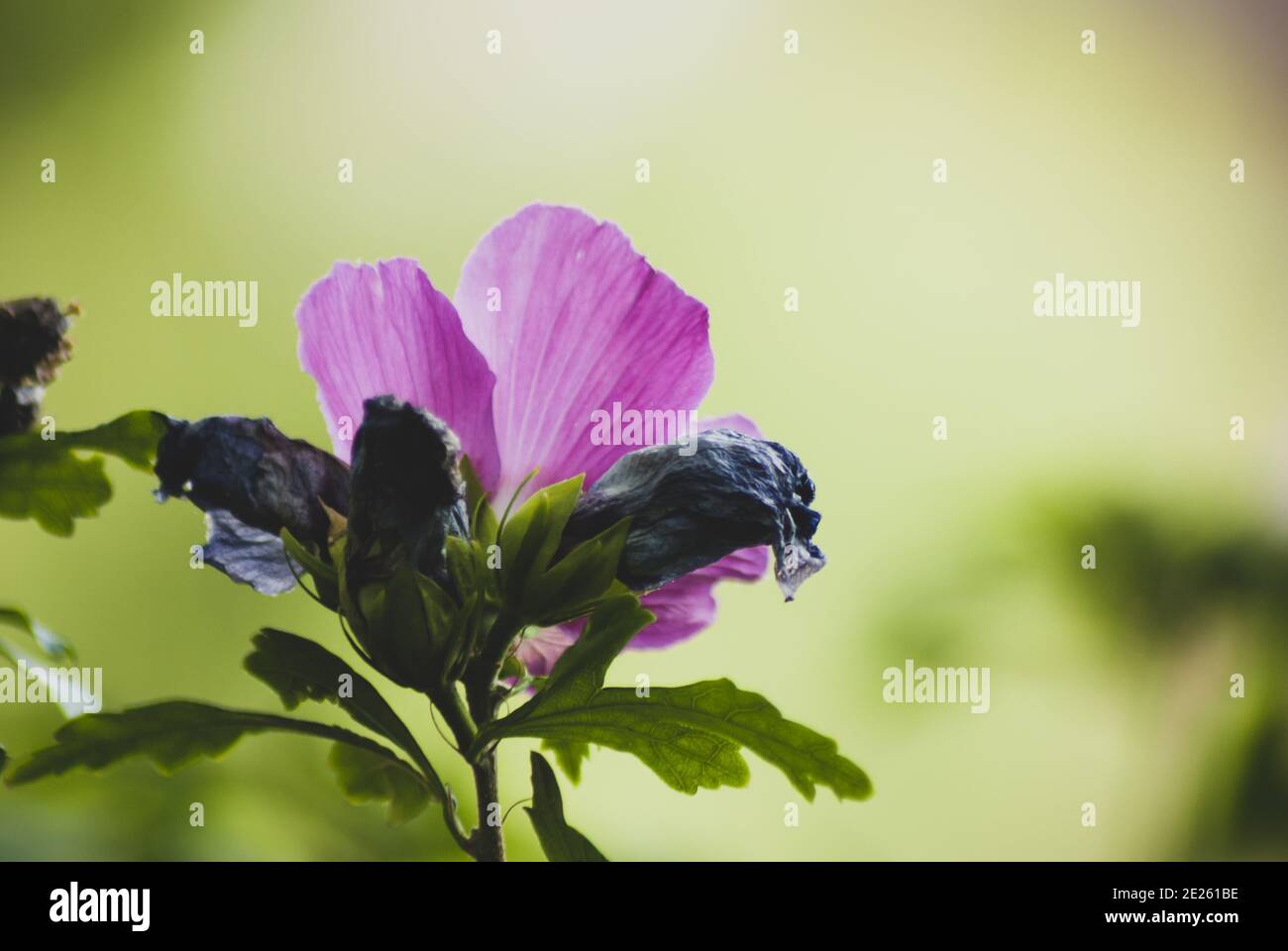 Selective focus shot of a pink flower with few dried leaves and light ...