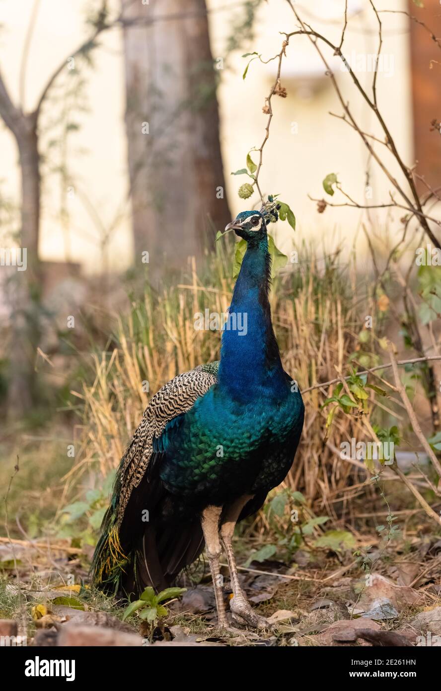 Indian Peafowl (Pavo cristatus) in the natural habitat of forest ...
