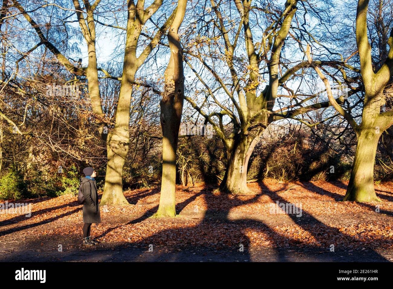 A woman stands contemplating the scene in an autumn woodland, long ...