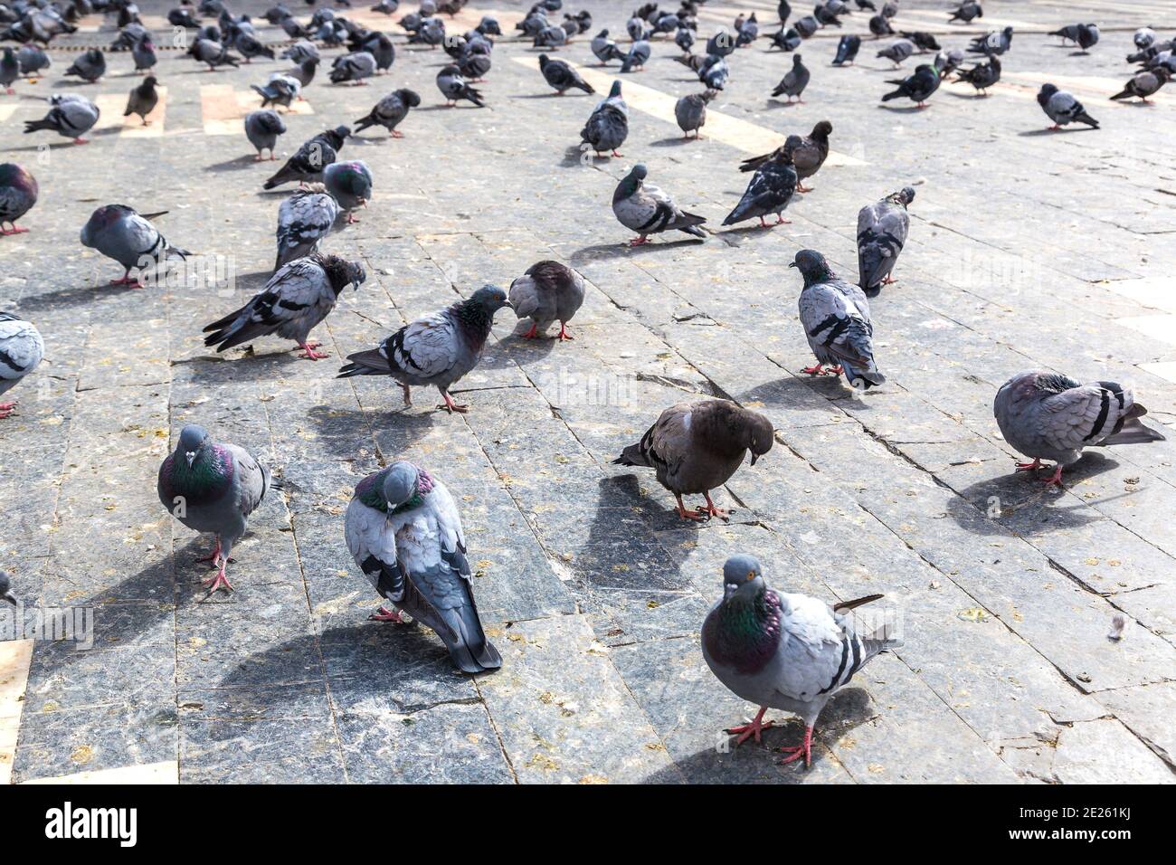 Doves fight hi-res stock photography and images - Alamy