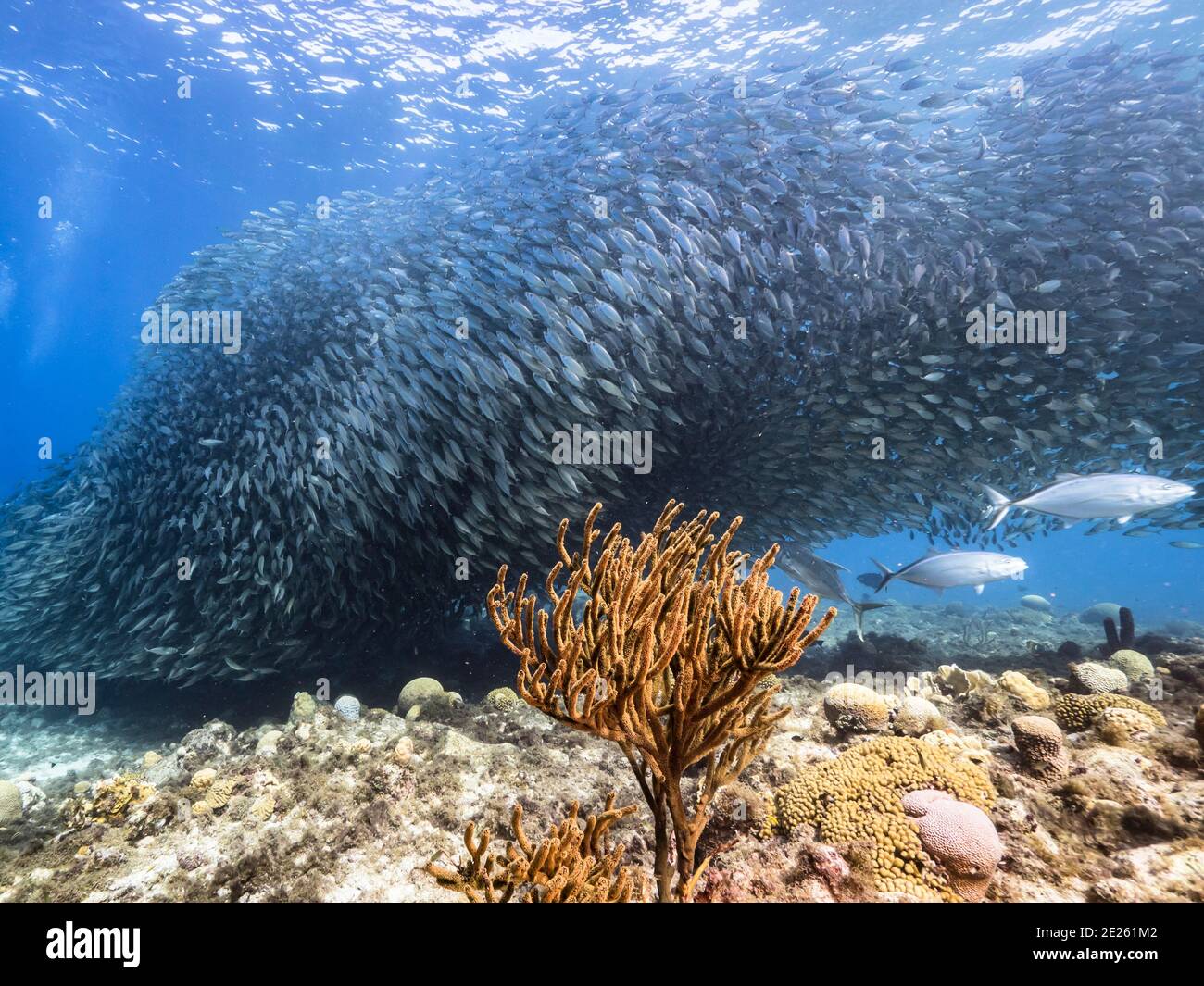 Hunting Blue Runner in bait ball, school of fish in turquoise water of ...
