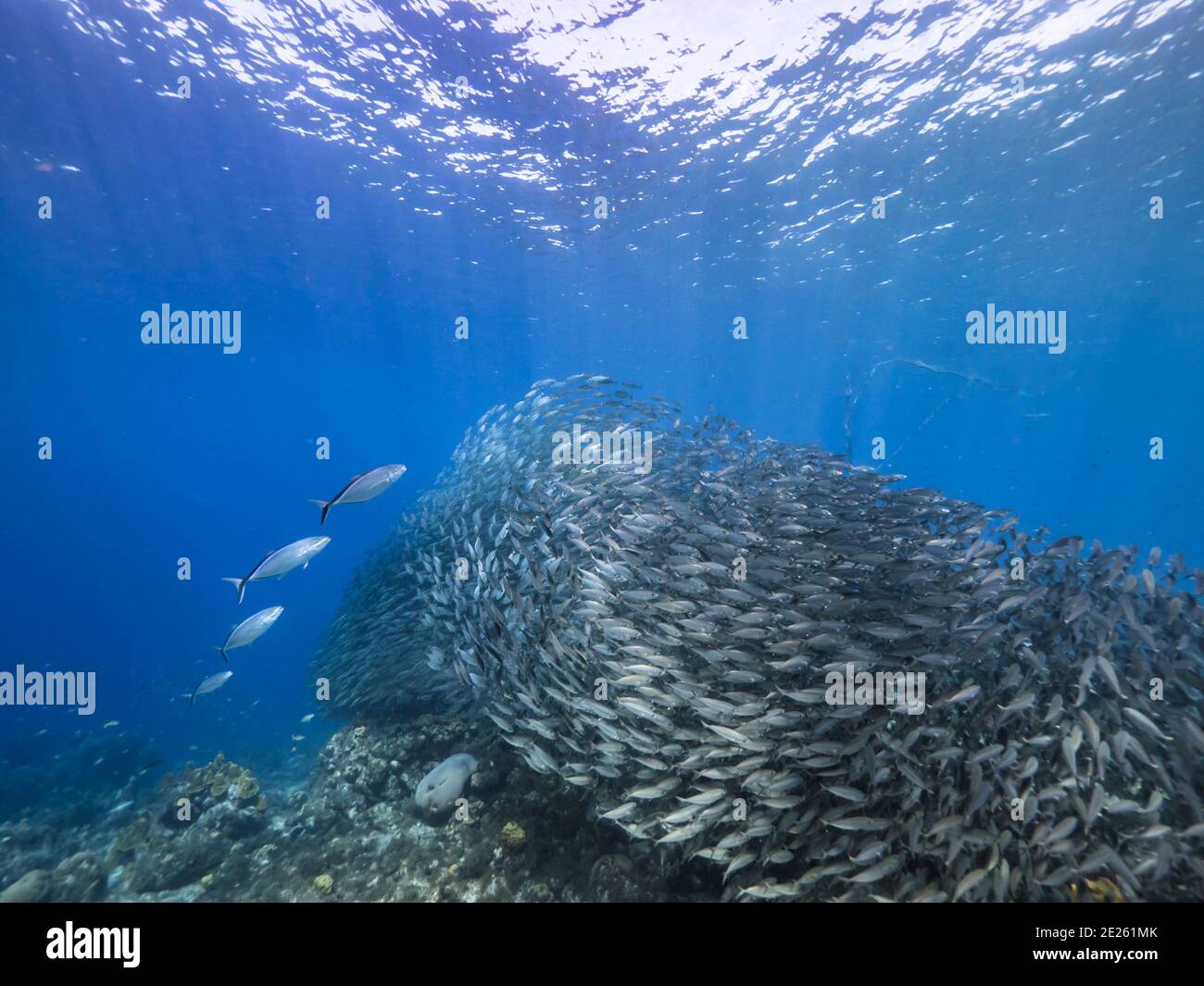 Hunting Blue Runner in bait ball, school of fish in turquoise water of ...