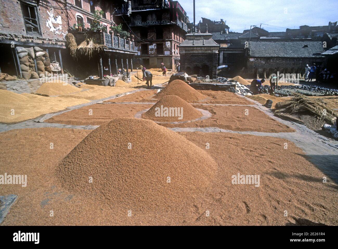 Piles of rice drying in the streets after harvesting Kathmandu Nepal ...