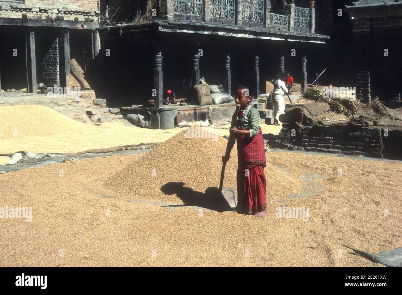Drying out rice hi-res stock photography and images - Alamy