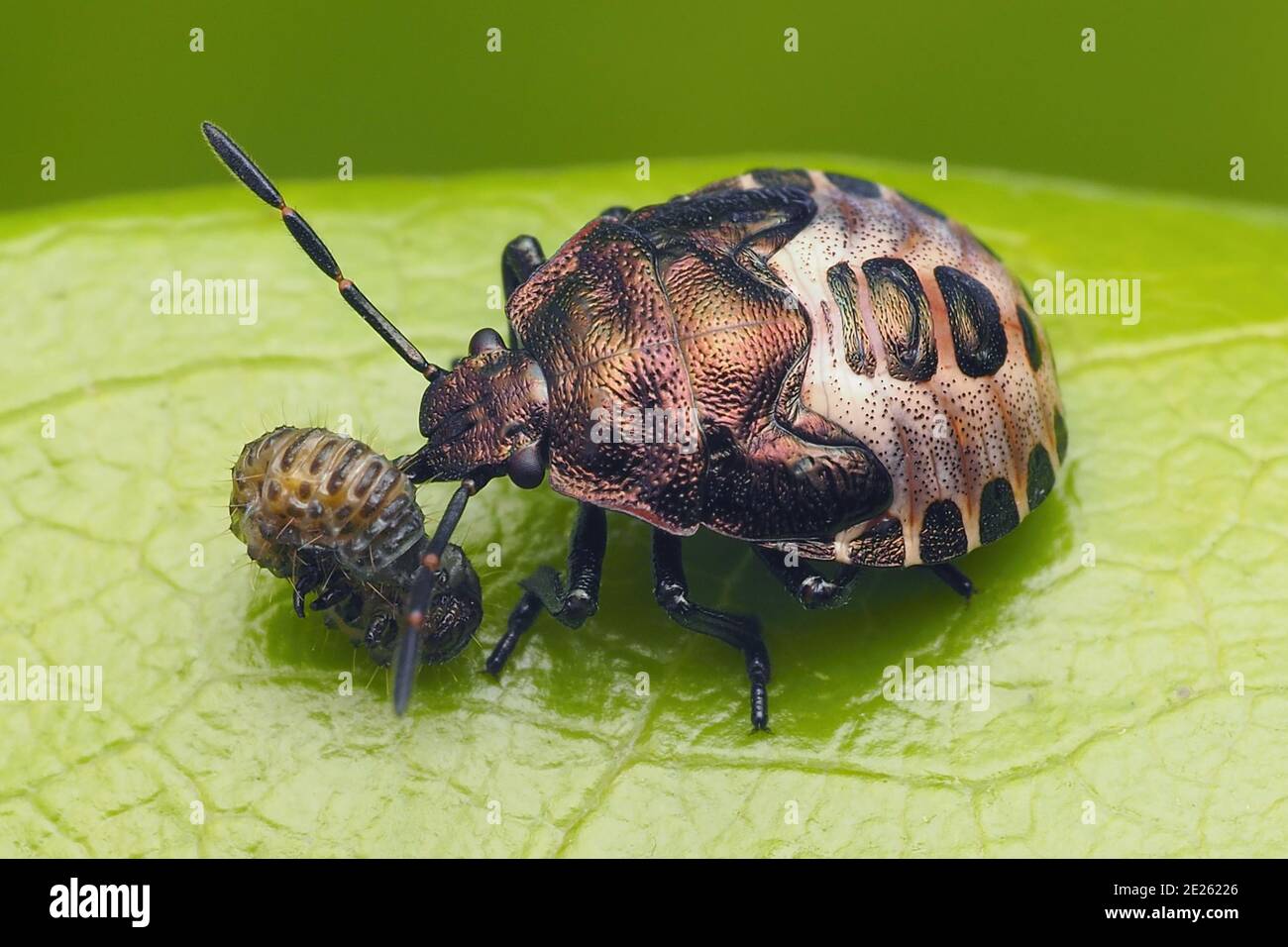 Heather Shieldbug nymph (Rhacognathus punctatus) feeding on heather ...