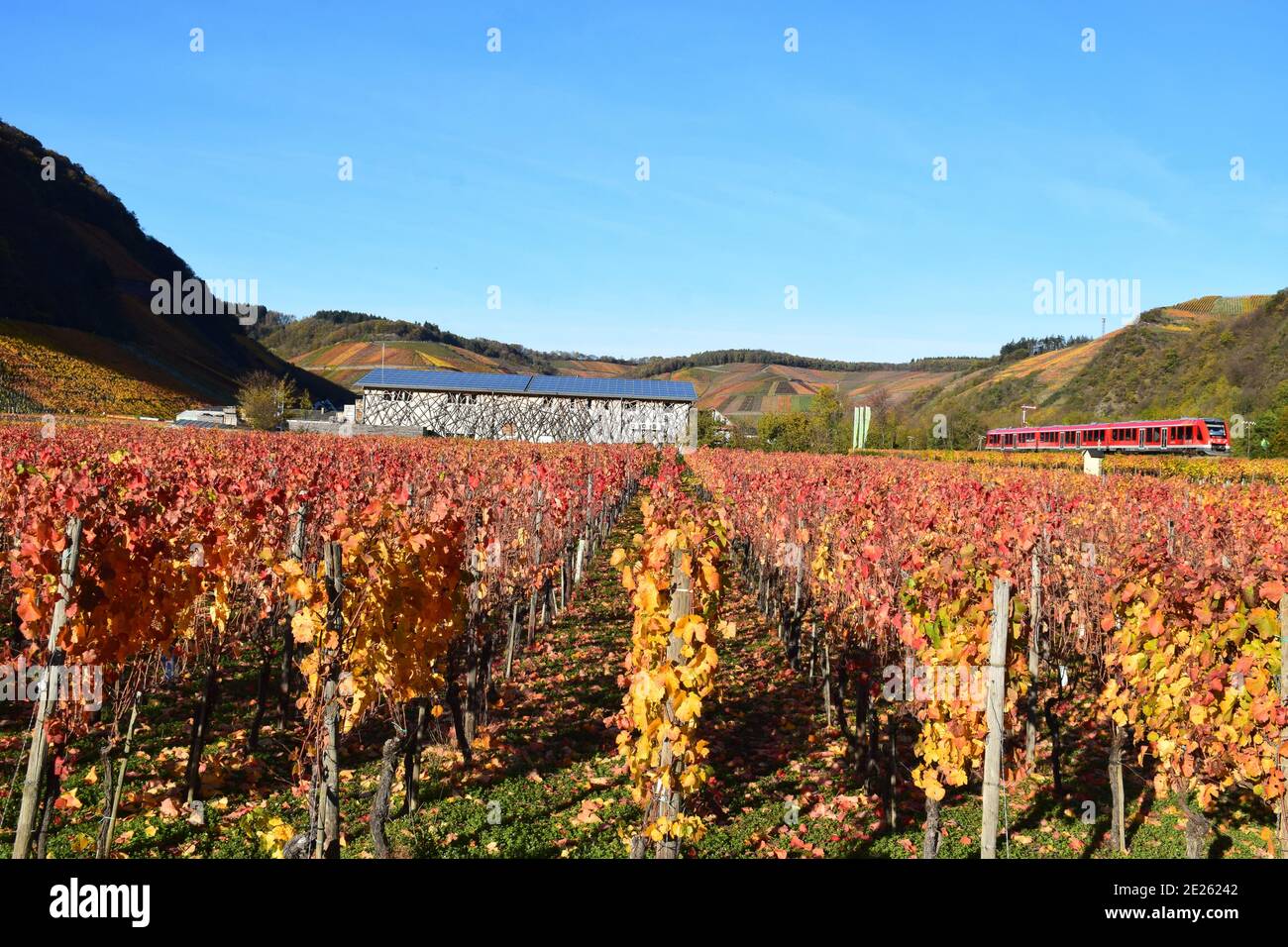 vineyards in the Ahr valley with burning colors "burning hills Stock Photo - Alamy
