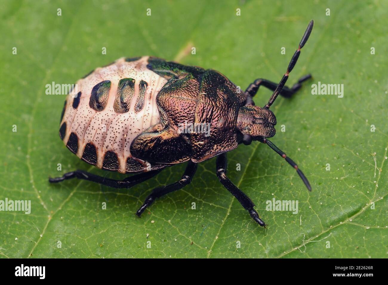 Heather Shieldbug nymph (Rhacognathus punctatus). Tipperary, Ireland ...