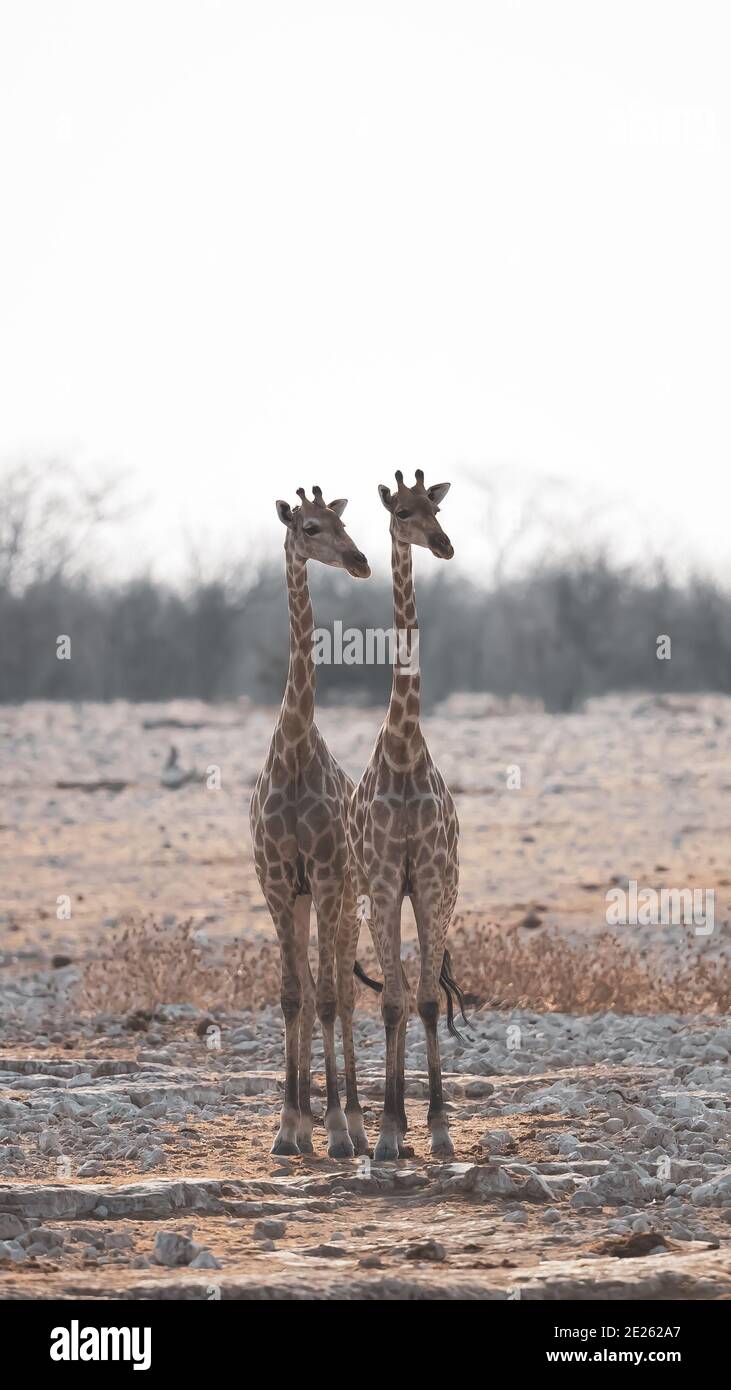 Vertical shot of two giraffes on a field Stock Photo - Alamy