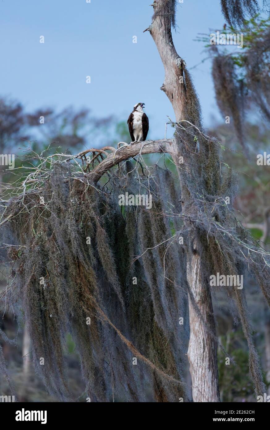 OSPREY - AGUILA PESCADORA (Pandion haliaetus) also called sea hawk ...