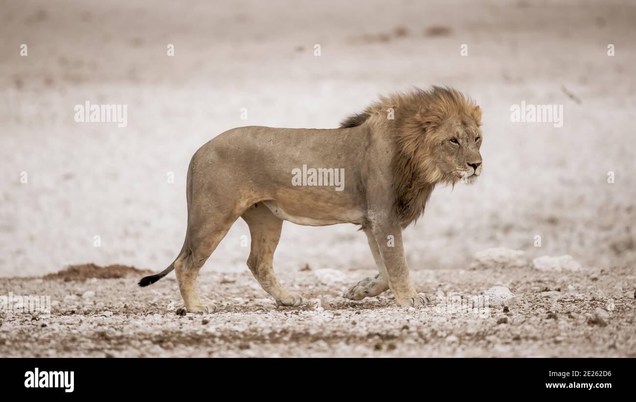 Beautiful shot of a lion walking on a windy field Stock Photo - Alamy