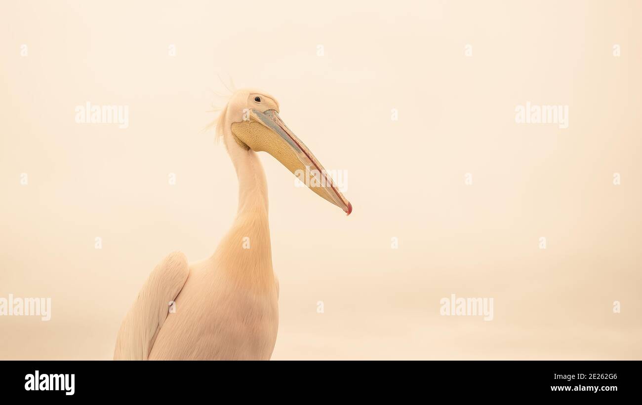 Closeup shot of a beautiful pelican perched on the shore Stock Photo ...