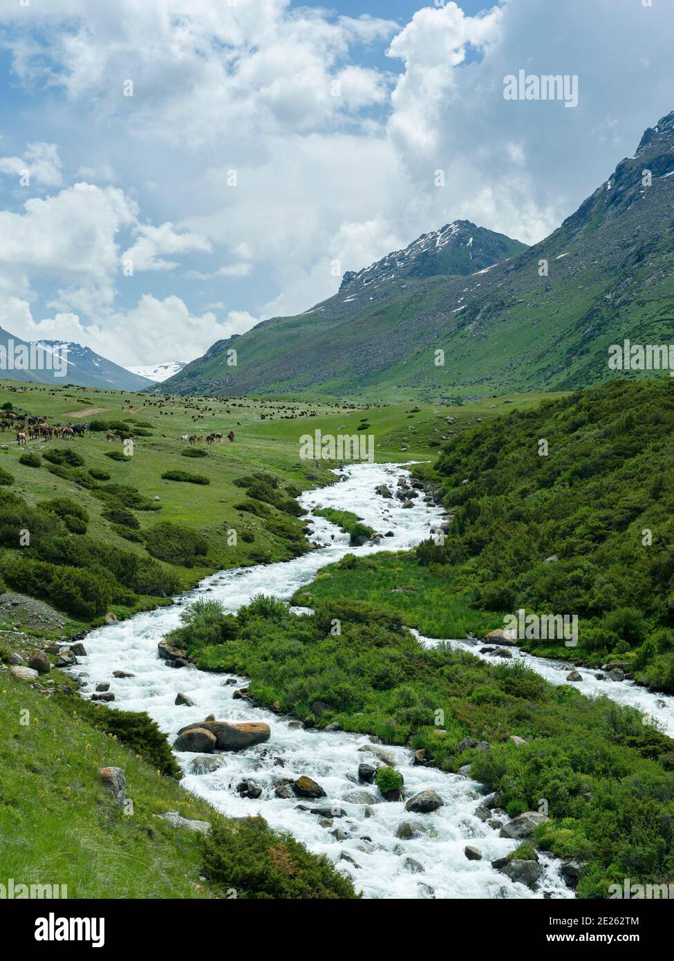 Sheep drive to the high altitude summer pastures. National Park Besch ...