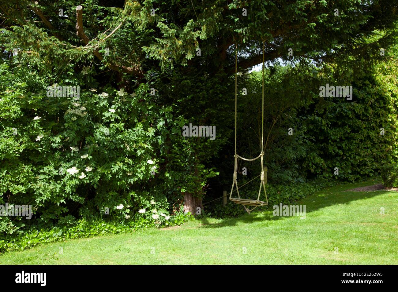 Rope swing with seat in garden on ancient yew tree Stock Photo - Alamy