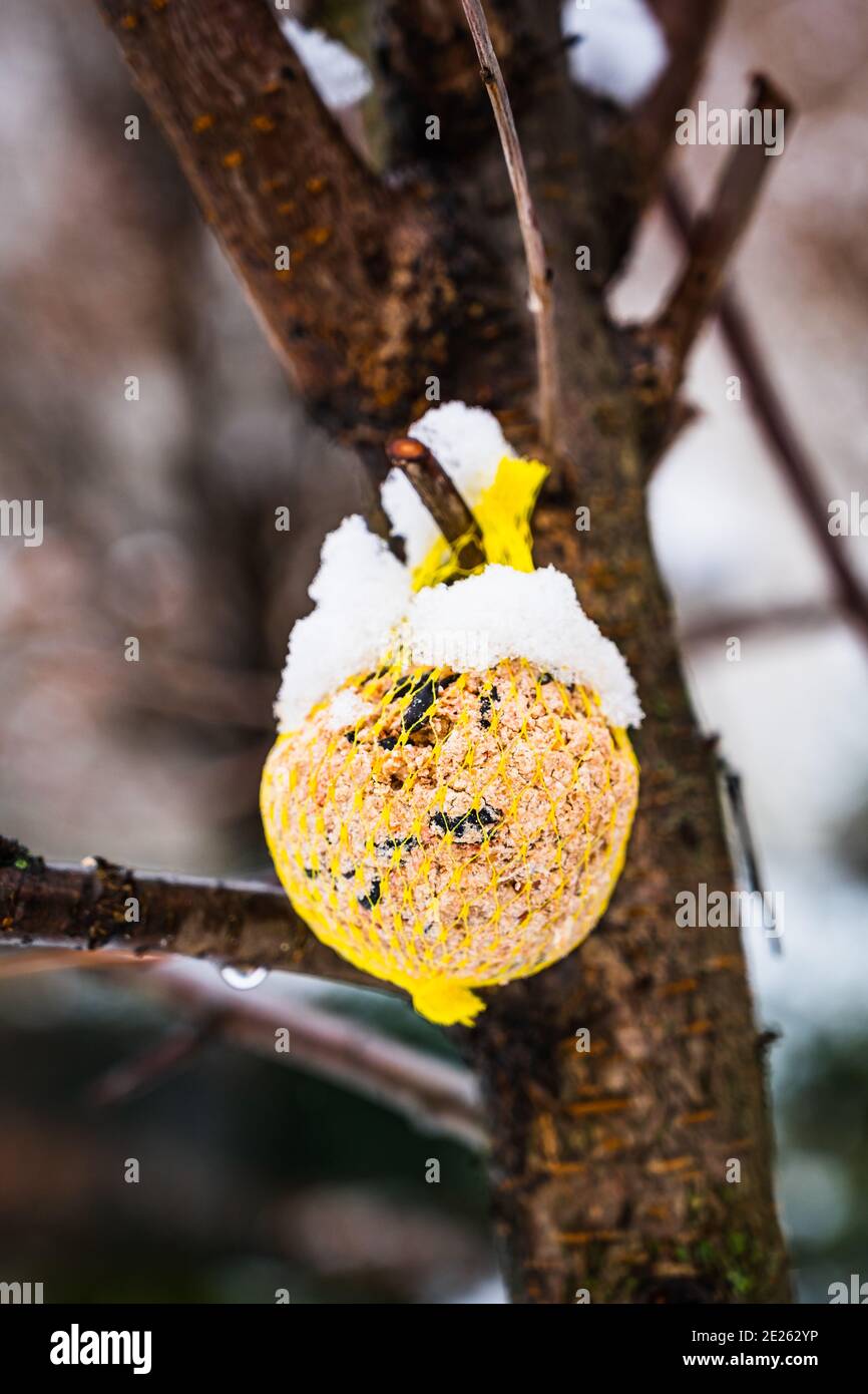 Fat bird eating hi-res stock photography and images - Alamy