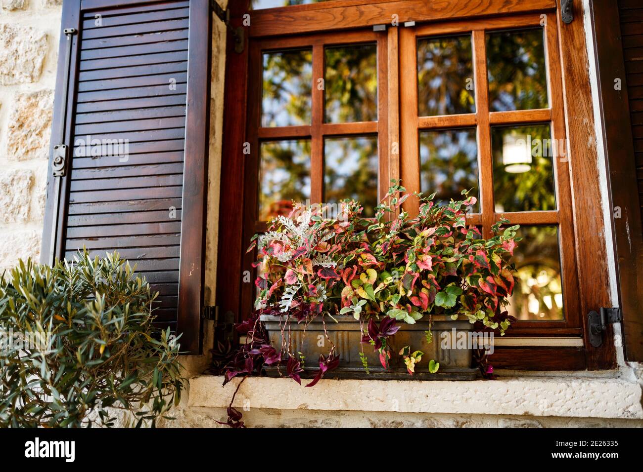 Motley croton in a flower pot by a wooden window with brown shutters ...