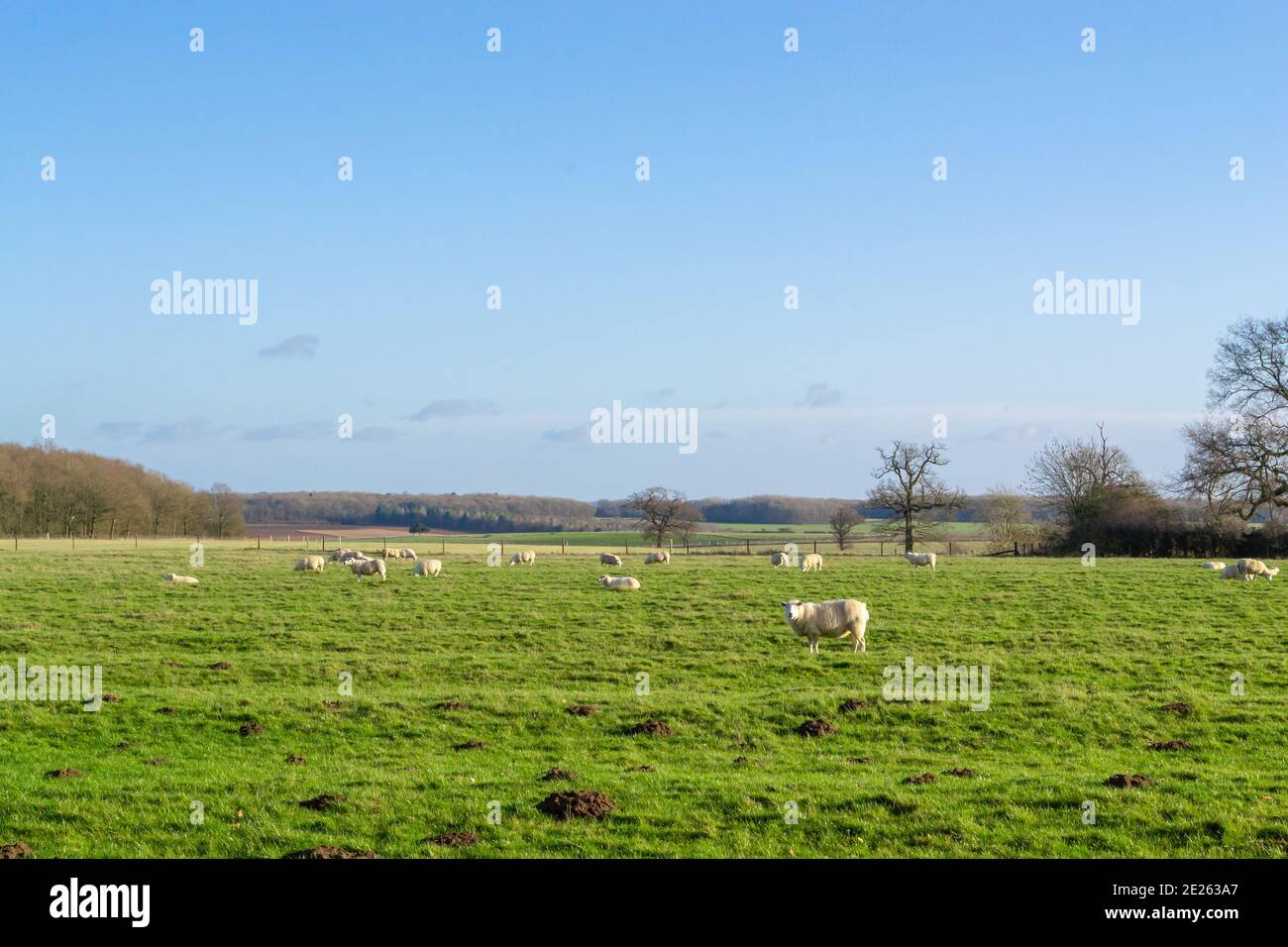 Green field in Exton, Rutland, England Stock Photo - Alamy