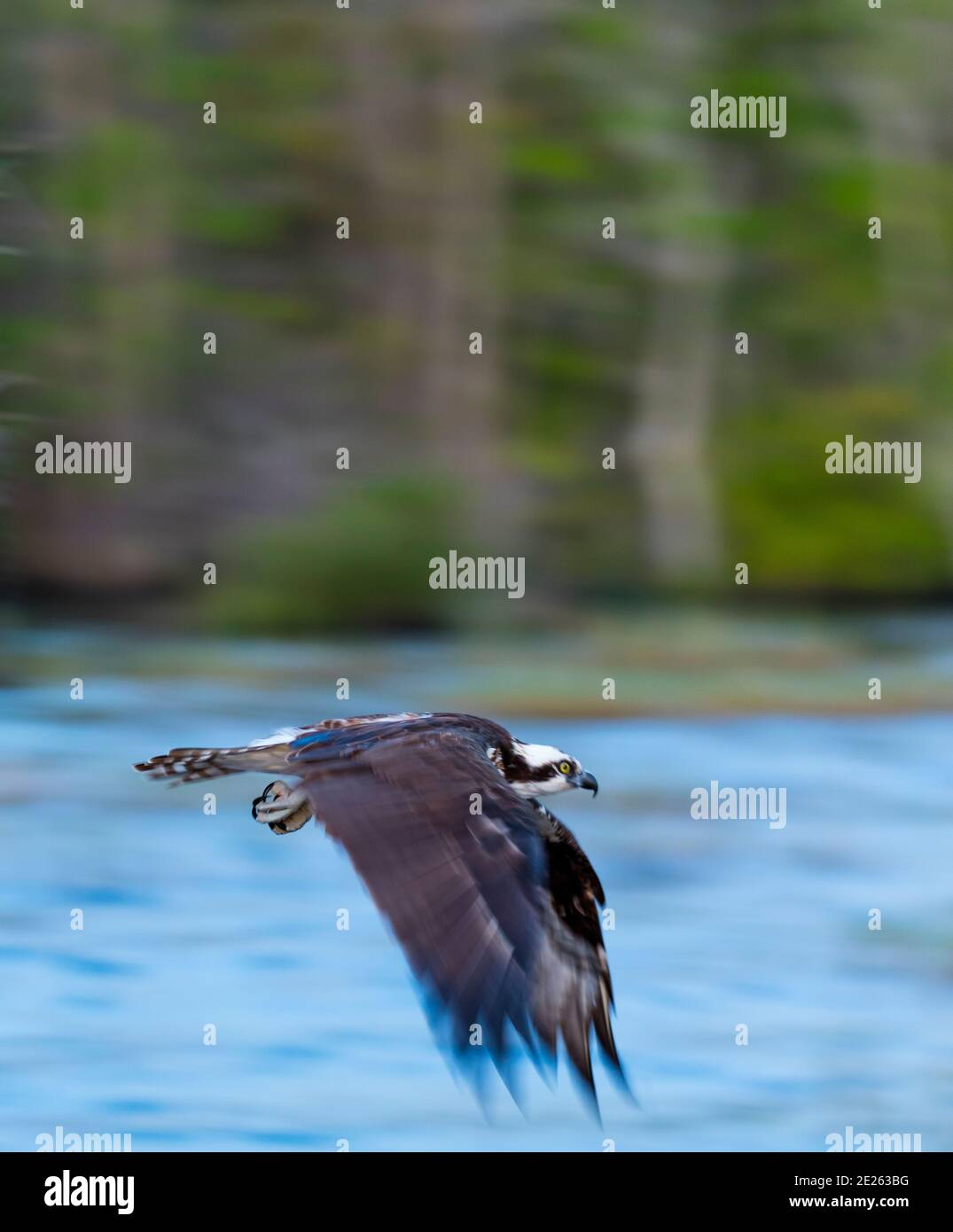 OSPREY - AGUILA PESCADORA (Pandion haliaetus) also called sea hawk, river hawk, and fish hawk ...