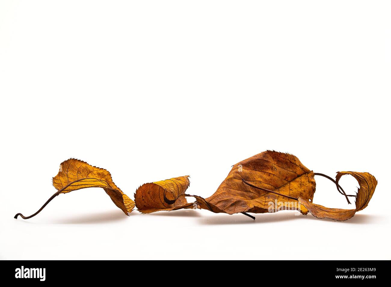 Leaves in a row hi-res stock photography and images - Alamy