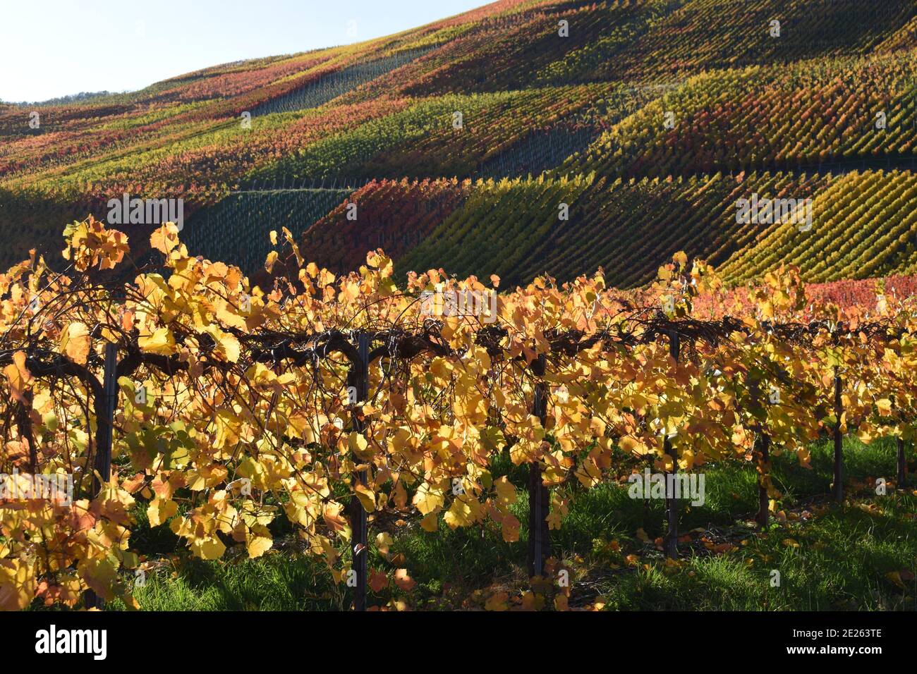 Burning vineyards hi-res stock photography and images - Alamy