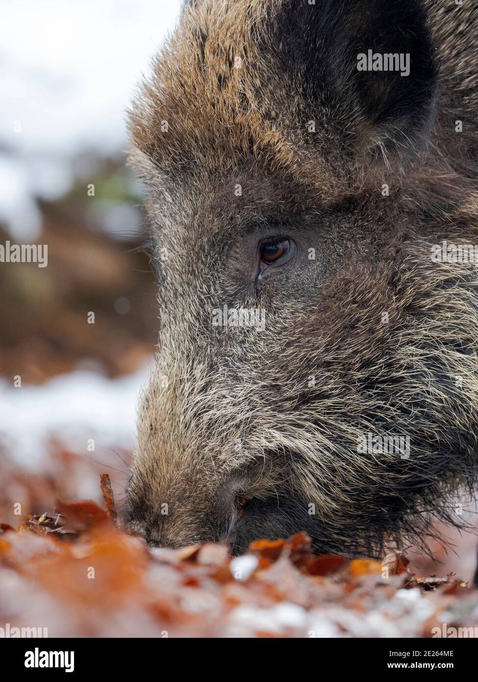 Wild Boar (Eurasian wild pig, Sus scrofa) during winter in high forest ...