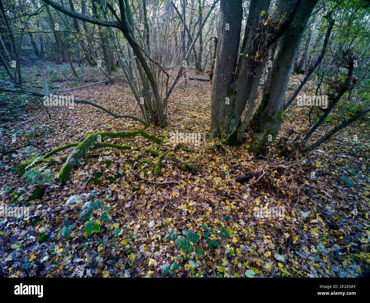 Autumnal leaf colour landscape in a Surrey woodland showing both fallen ...