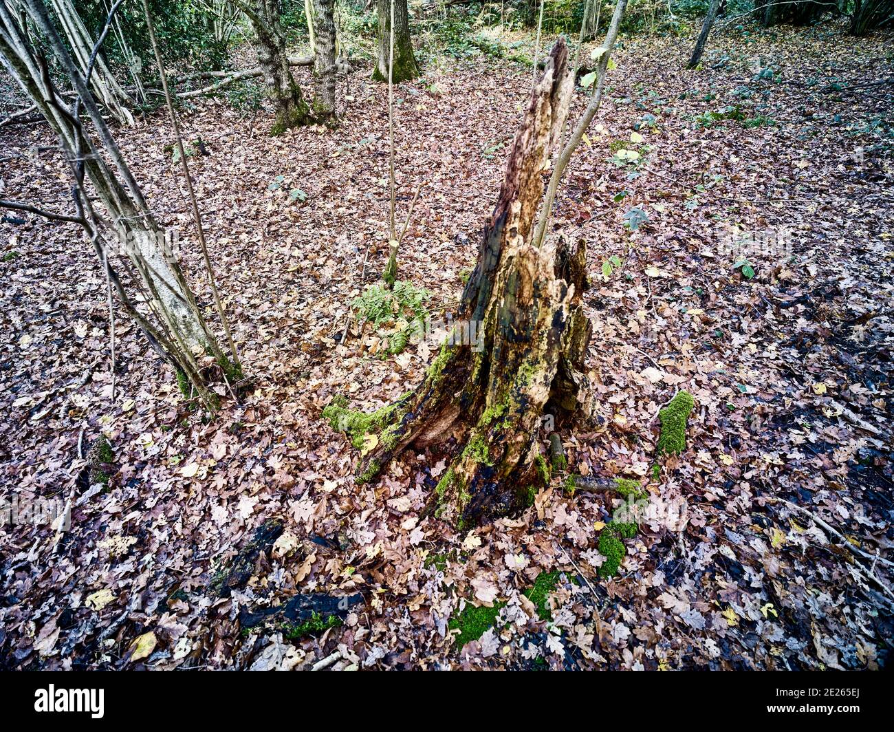 Autumnal leaf colour landscape in a Surrey woodland showing both fallen ...
